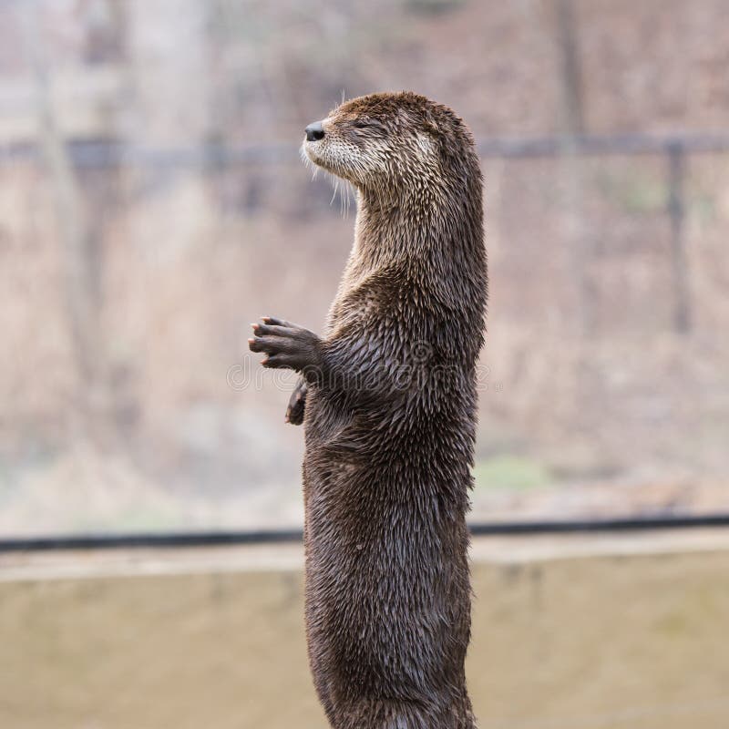 Nutria De Río Norteamericana Potrait Foto de archivo - Imagen de ...