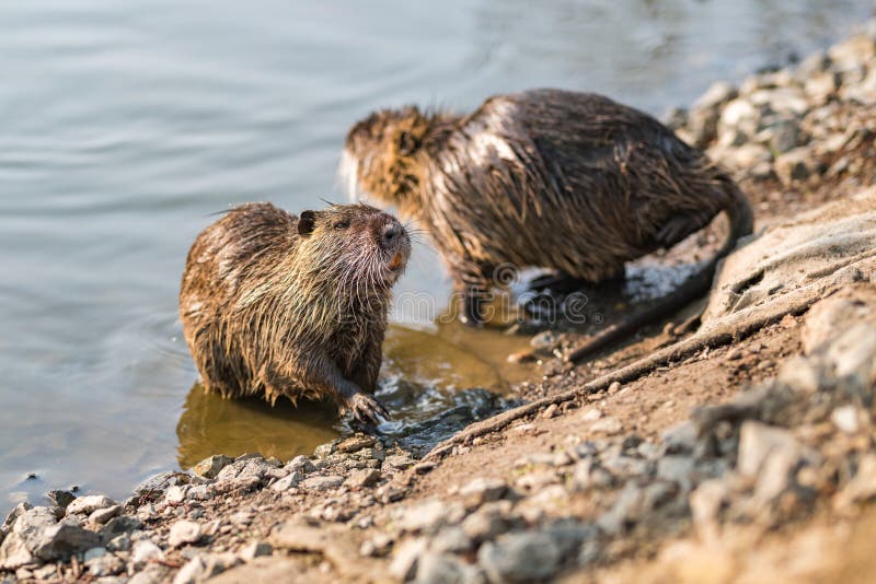Nutria, Nutria Del Myocastor, Topo Di Inverno Con Il Grande Dente Nella ...