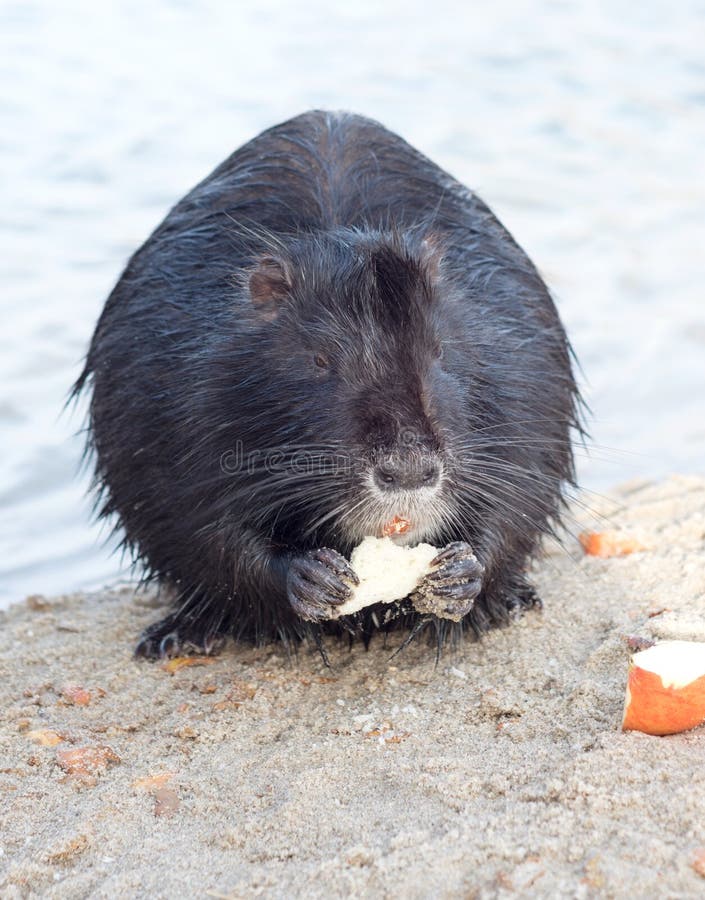 Nutria eat bread stock photo. Image of nutria, animal - 69247814