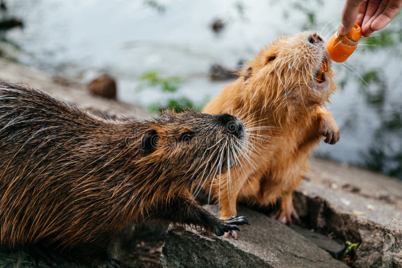 Nutria eat vegetables stock image. Image of europe, animal - 185013427