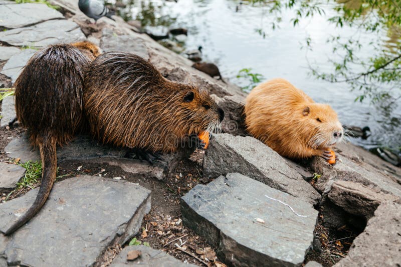 Nutria eat vegetables stock image. Image of prague, closeup - 185013477
