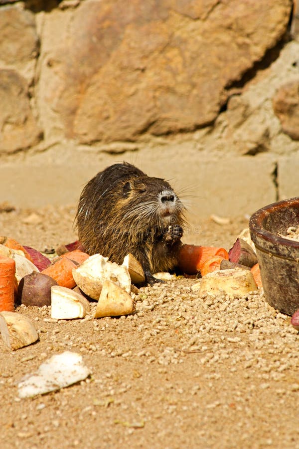Nutria stock image. Image of hair, herbivorous, fauna - 56560909