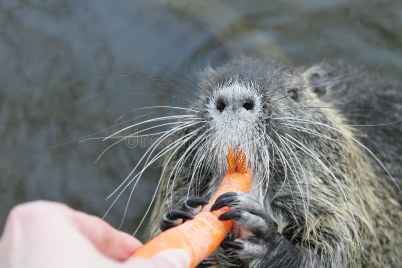 Nutria Begging at the Shore for a Treat Stock Photo - Image of standing ...