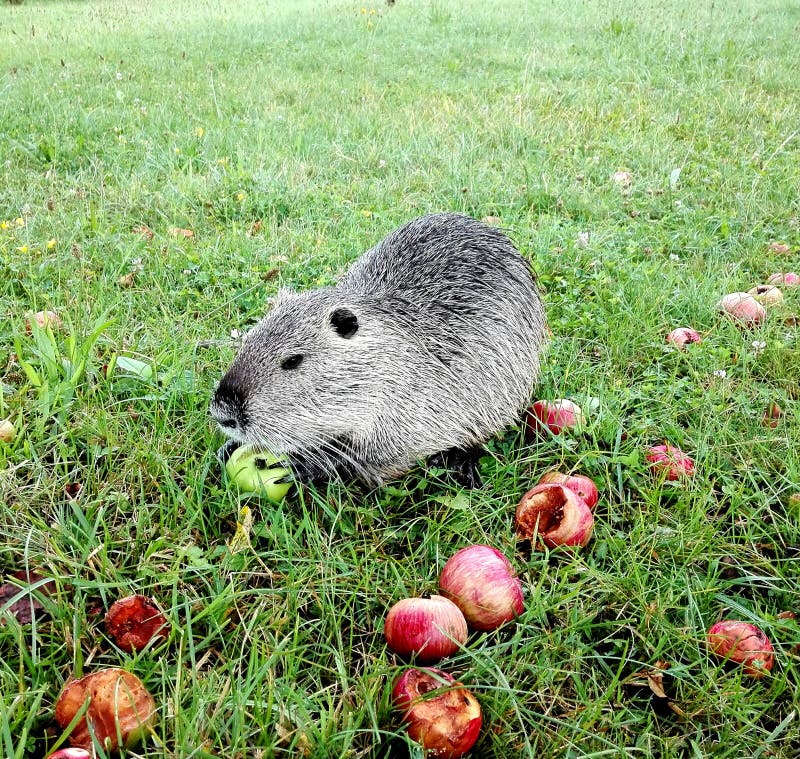 Nutria stock image. Image of apple, eating, nutria, sweet - 98767535