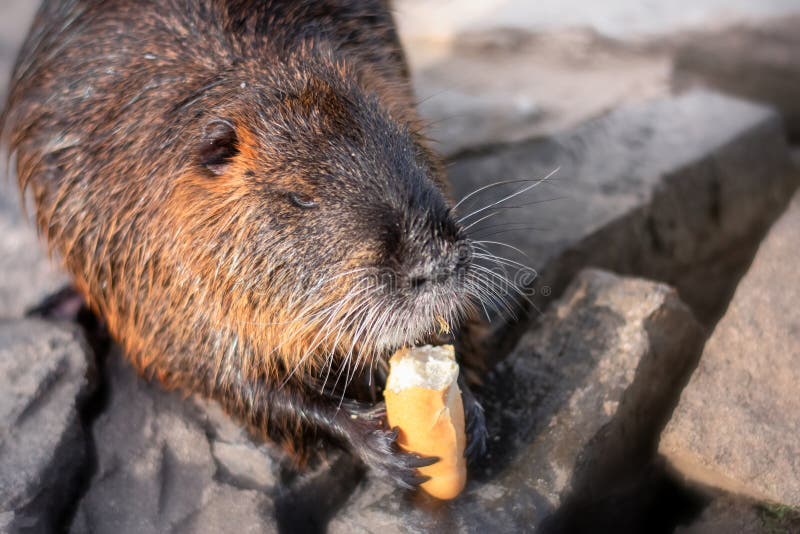 Nutria Eating a Piece of Bread on the Shore Stock Photo - Image of ...