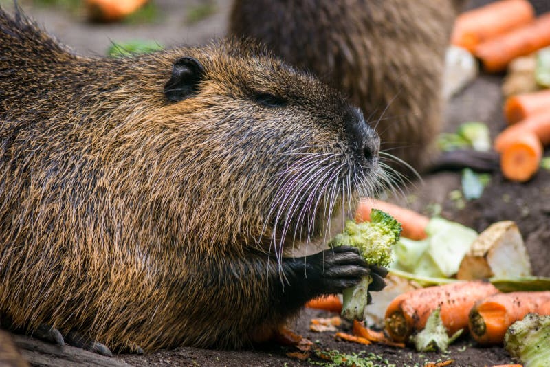 Nutria eating stock image. Image of tooth, dark, four - 10232739