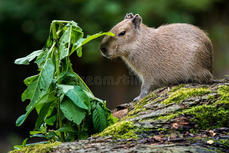 Nutria eating in the zoo stock photo. Image of cute - 159605242