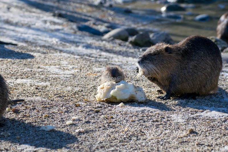 A Nutria Eats with His Boy. Stock Image - Image of child, food: 108412423