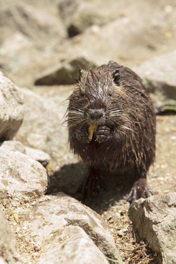 Nutria eats stock photo. Image of coypu, askania, nutria - 55270566