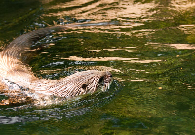 Nutria Gigante Comiendo En La Selva Amazónica Peruana Foto de archivo ...