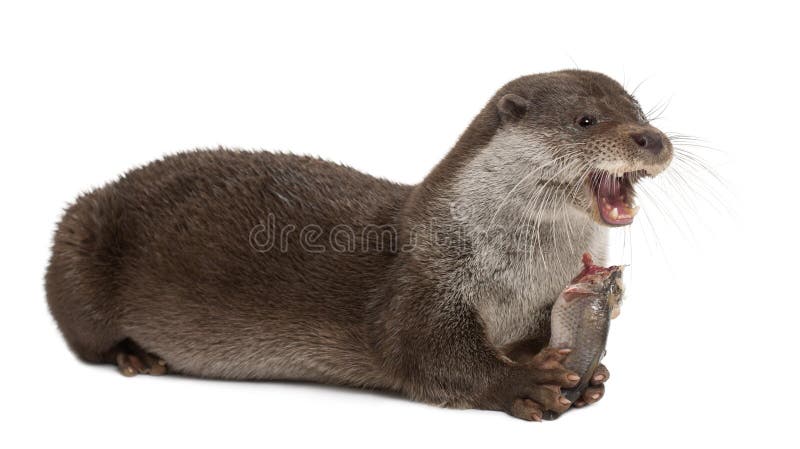 Nutria Europea, Lutra Del Lutra Foto de archivo - Imagen de nadie ...