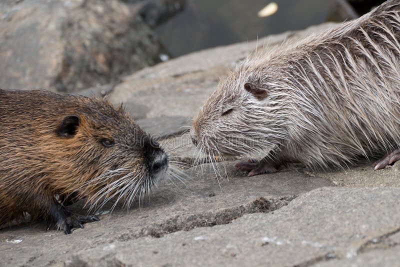 Nutria farm on a river stock photo. Image of domestic - 177959876