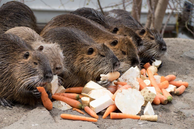Nutria farm on a river stock image. Image of coipu, american - 177962571
