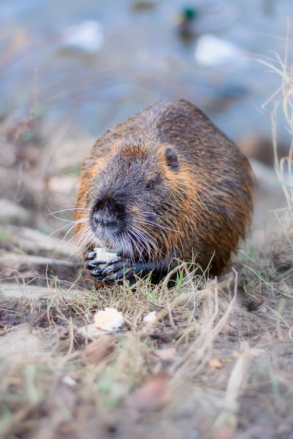 Nutria Feeding on a Piece of Bread Stock Photo - Image of coypu ...