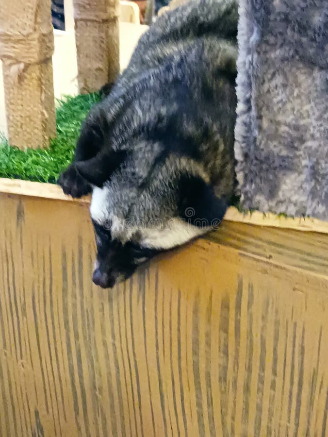 Nutria gorda muy perezosa imagen de archivo. Imagen de grande - 264256395