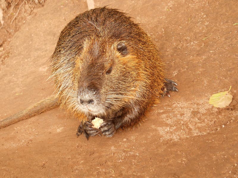 Nutria Grande Que Se Sienta Que Goza De Su Comida Foto de archivo ...