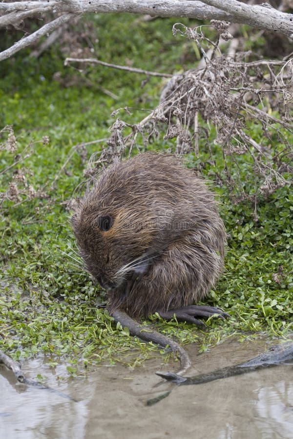 Nutria stock image. Image of american, marsh, rodent - 84830763