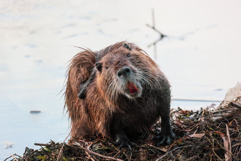 A nutria grooming itself stock photo. Image of japan - 209629038