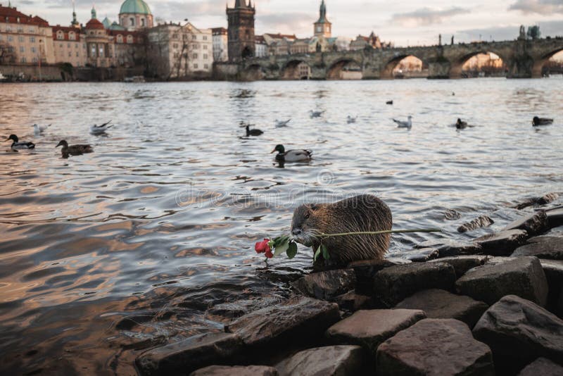 Nutria Holding a Rose on the Background of the Charles Bridge Stock ...