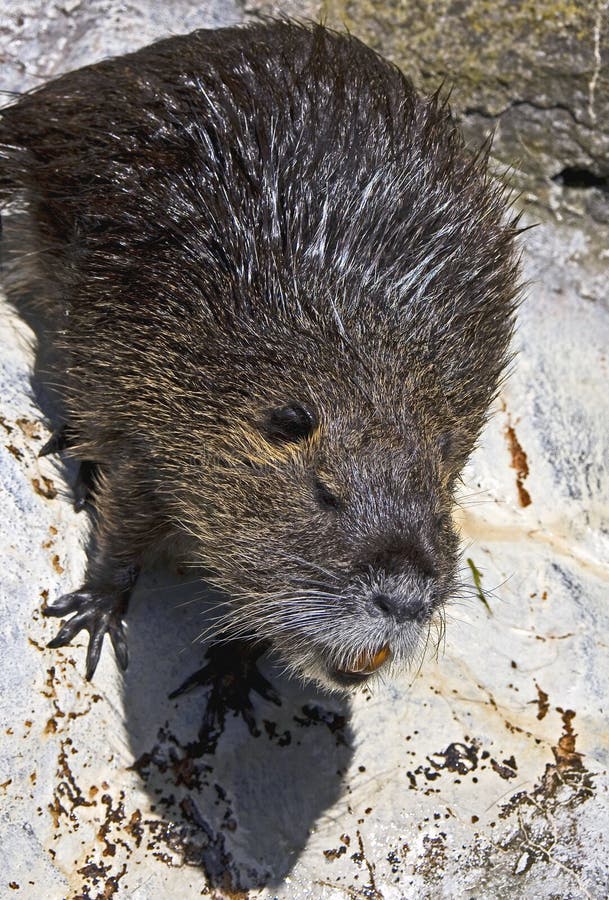 Nutria 4 stock image. Image of rodent, cutting, animal - 40566181
