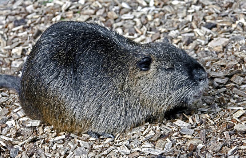 Nutria 6 stock image. Image of swimming, nutria, portrait - 46052357