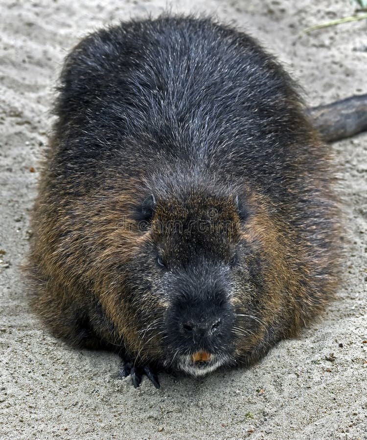 Nutria 8 stock photo. Image of animal, environment, fauna - 14794092