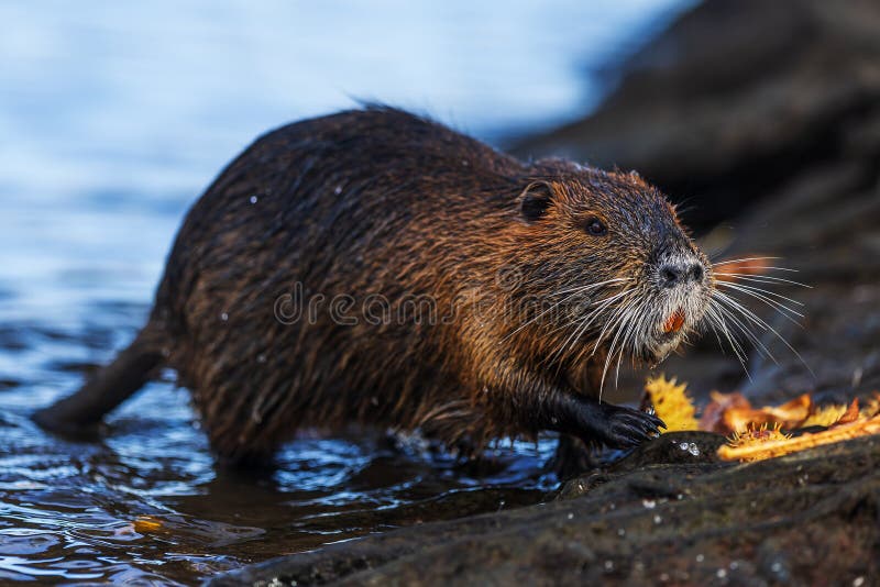 The Nutria Myocastor Coypus or Coypu Cautiously Crawling Out of the ...
