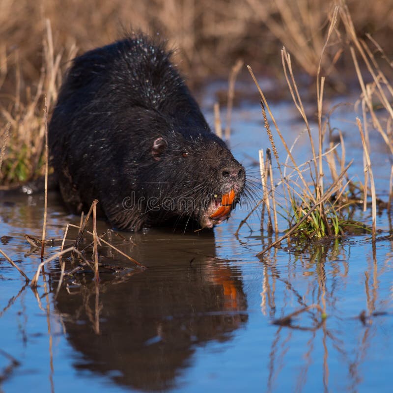 Nutria, Myocastor coypus stock image. Image of brown - 103257801