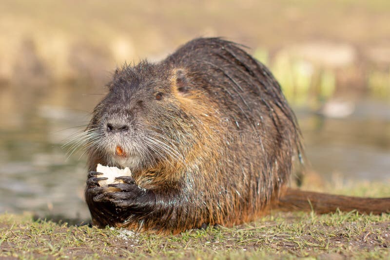 Nutria, Myocastor Coypus or River Rat in the Wild Near the River Stock ...