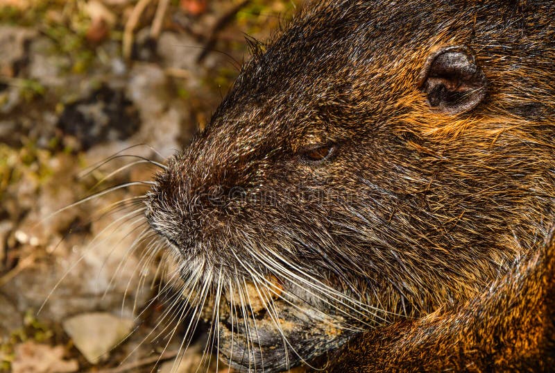 Nutria in nature stock photo. Image of animal, animals - 102999912