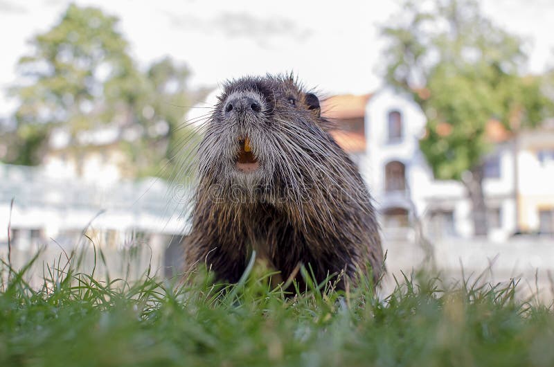 Nutria stock photo. Image of black, city, bridge, river - 98418570