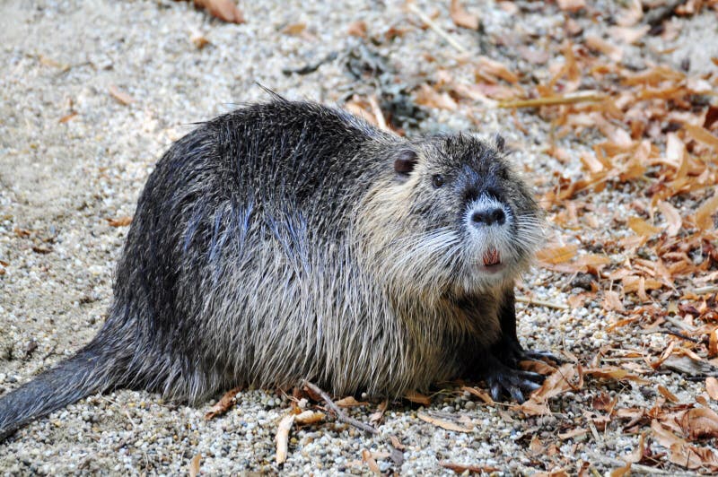 Nutria (Ondatra Zibethicus) Stock Image - Image of ondatra, nature ...
