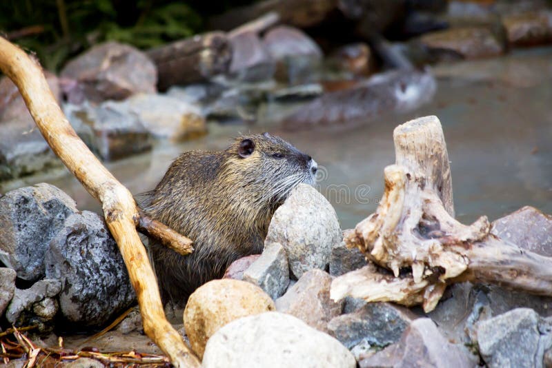 Nutria stock image. Image of ears, hair, nutria, mustache - 50734367