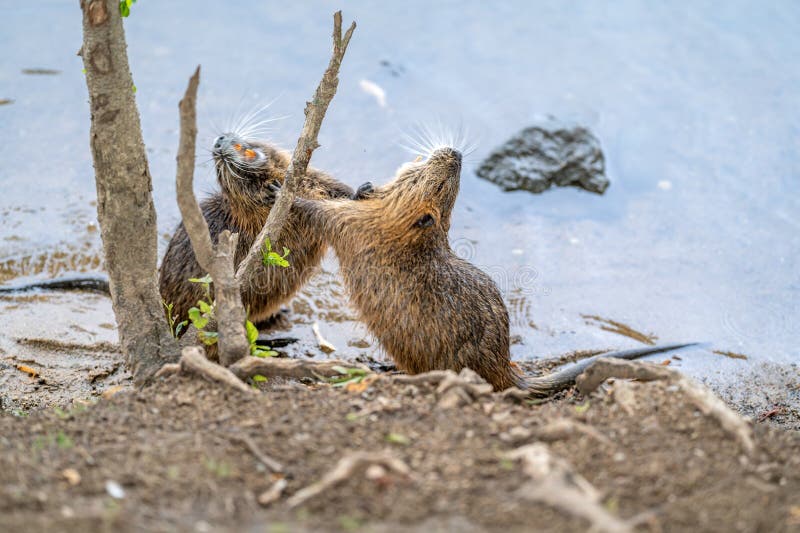 River Rats are Playing on the River Shore Stock Photo - Image of face ...