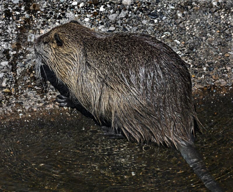 Nutria at the pond 4 stock photo. Image of herbivore - 379024336