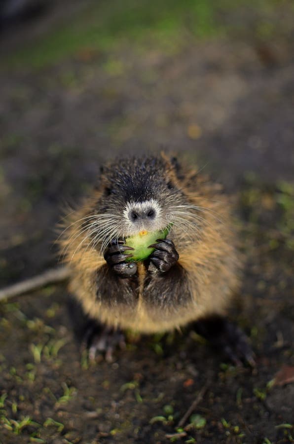 Nutria stock photo. Image of eating, brown, nutria, wild - 69538616