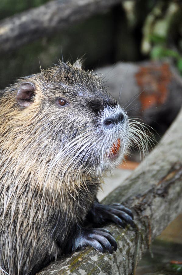 Nutria portrait stock photo. Image of collar, docile - 30857178