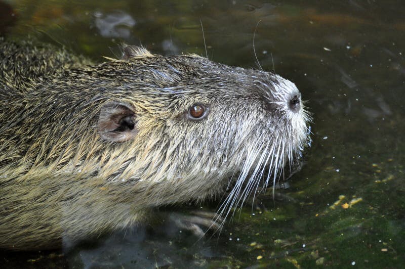 Nutria portrait stock image. Image of amphibian, cutting - 31908991
