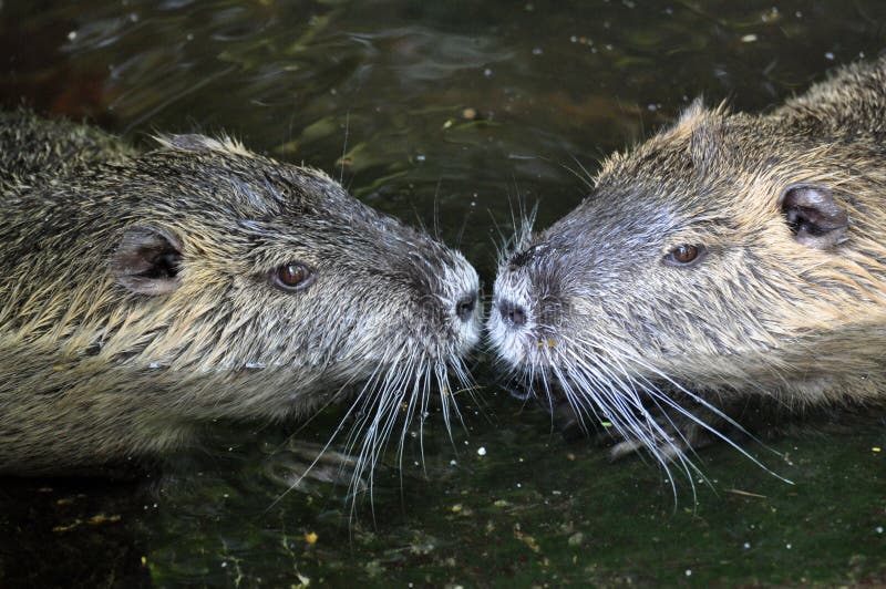 Nutria portrait stock photo. Image of feed, feeding, brown - 31908996