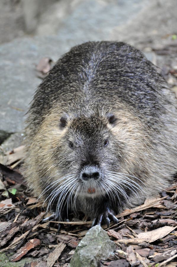 Nutria portrait stock image. Image of amphibian, cutting - 31908991
