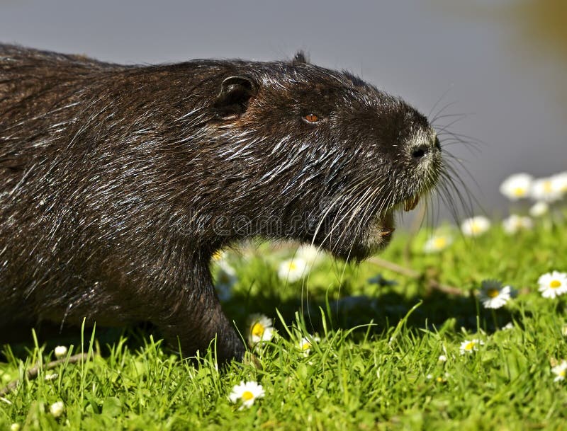 Nutria stock image. Image of aquatic, grass, muskrat - 40971029