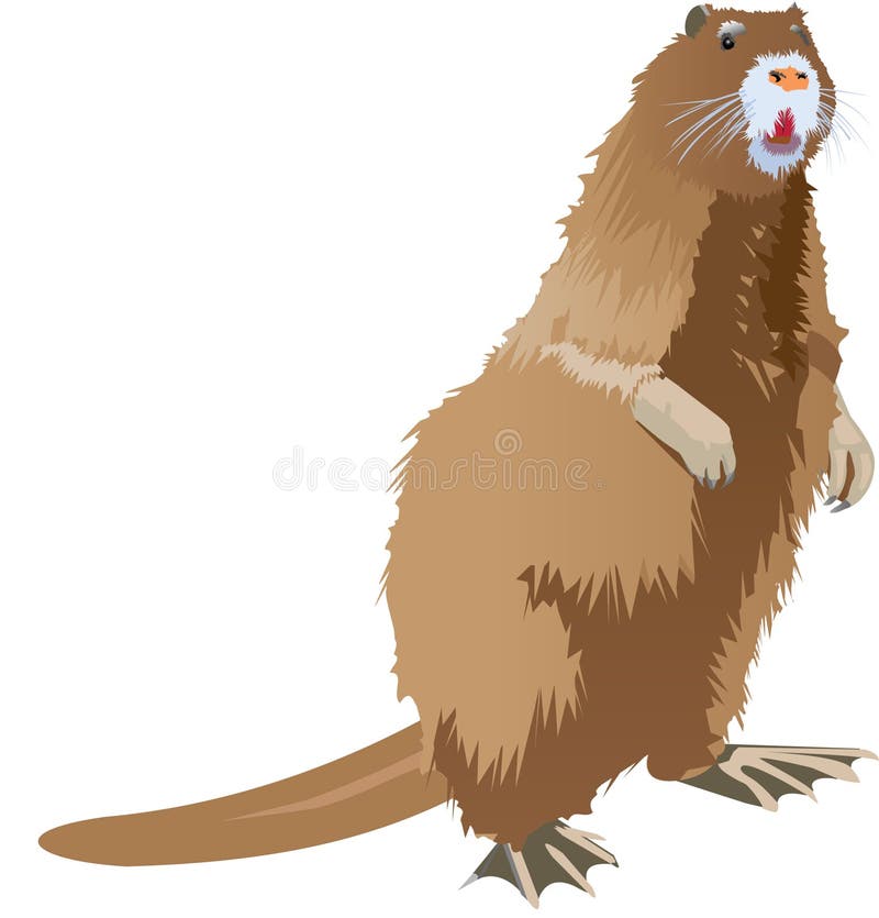 Nutria 2. illustration de vecteur. Illustration du brun - 217402985