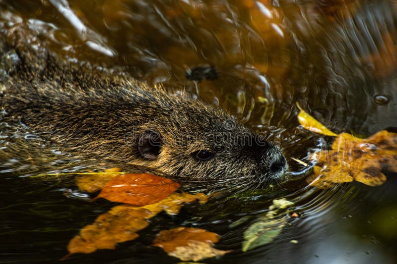 Nutria rat at the Zoo stock photo. Image of leafs, bisam - 259115040