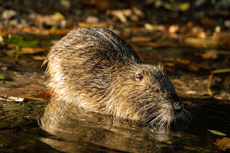 Nutria rat at the Zoo stock photo. Image of nutria, fall - 259115050
