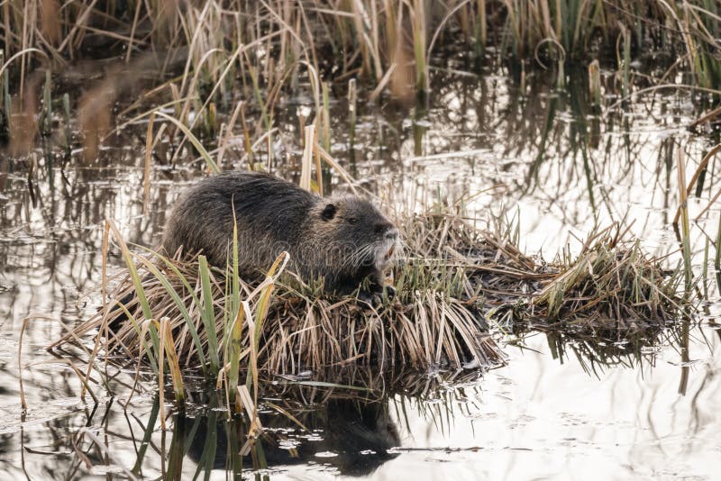 Nutria, the Middle Plan of a Nutria Floating on a River, Lake or Pond ...