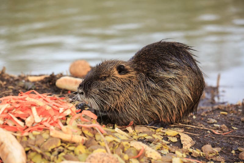 Nutria in river stock photo. Image of water, myocastor - 142433356