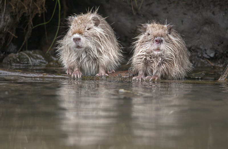 Nutria in Polish river stock photo. Image of small, teeth - 229629962