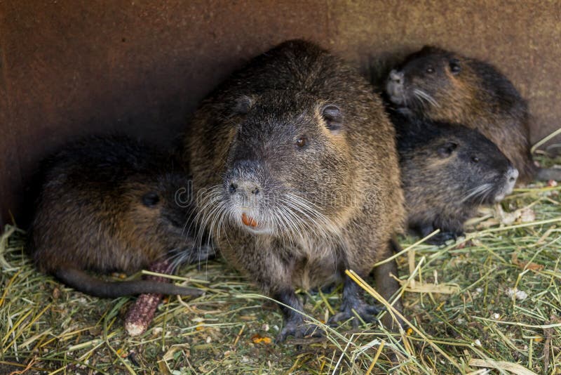 Nutria, sitting in a cage. stock photo. Image of eating - 140986394