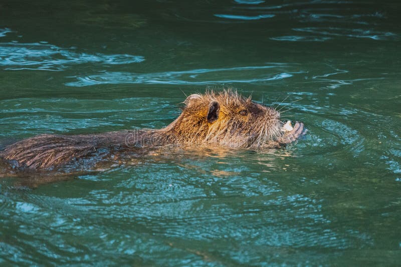 Nutria Swimming in the River. City River with Nutrias. Summertime Stock ...