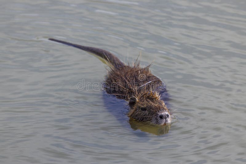 Nutria Swimming in Water,Tuscany, Italy Stock Photo - Image of tail ...
